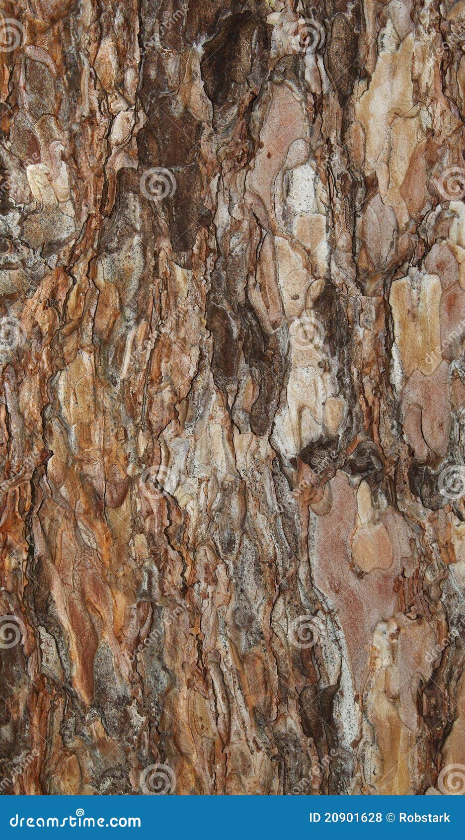 Texture of a spruce bark stock photo. Image of bark, tree - 20901628