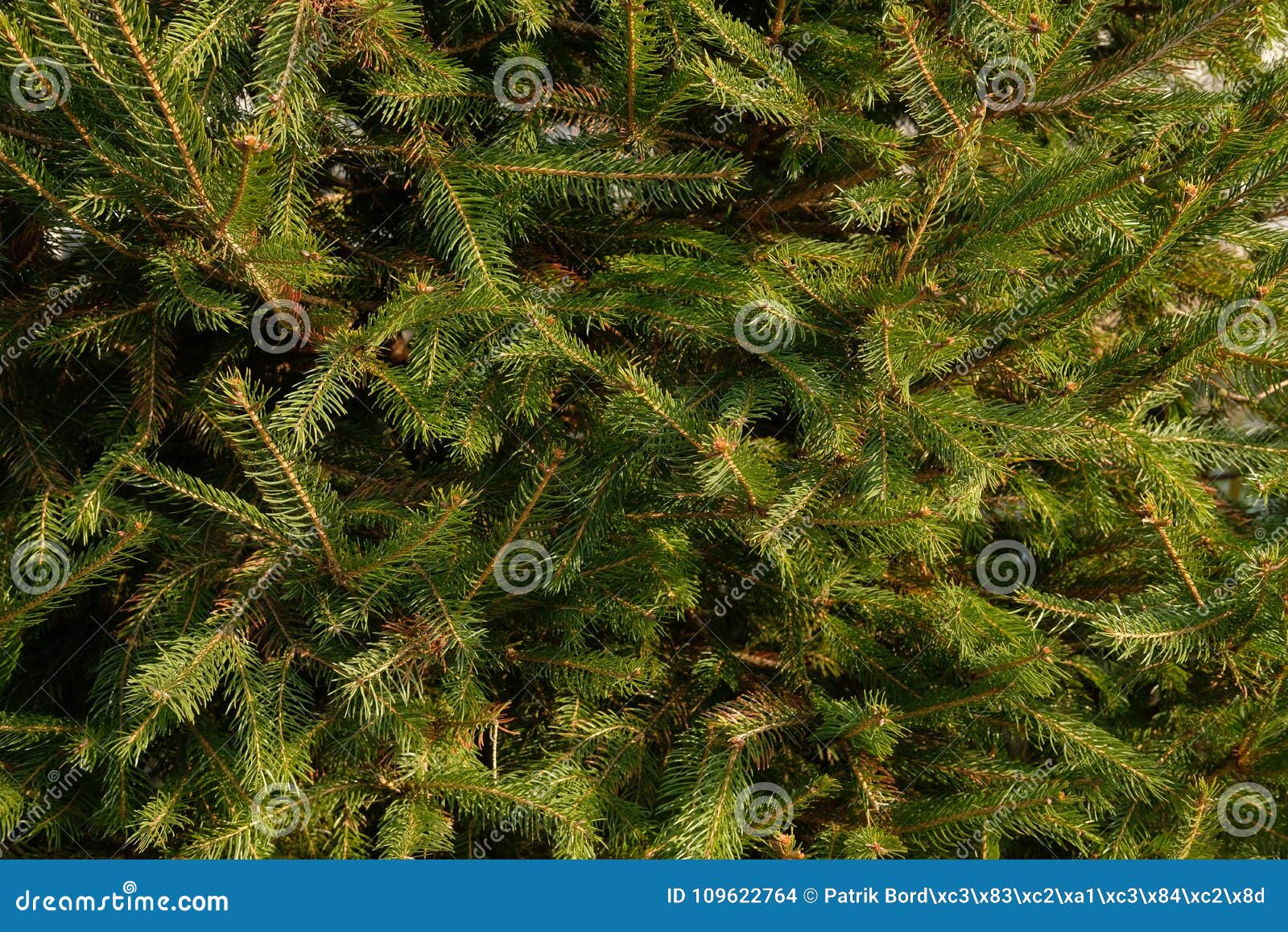 Spruce Tree Texture, Green Wall of Spruce. Stock Photo - Image of ...