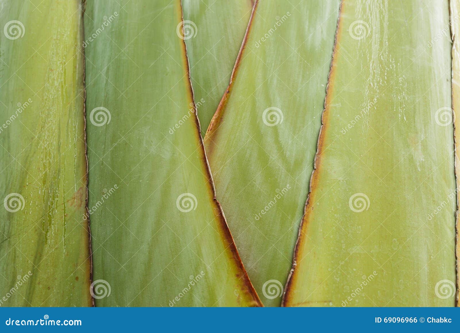 Texture Stalk Palm Background Stock Photo - Image of leaf, garden: 69096966