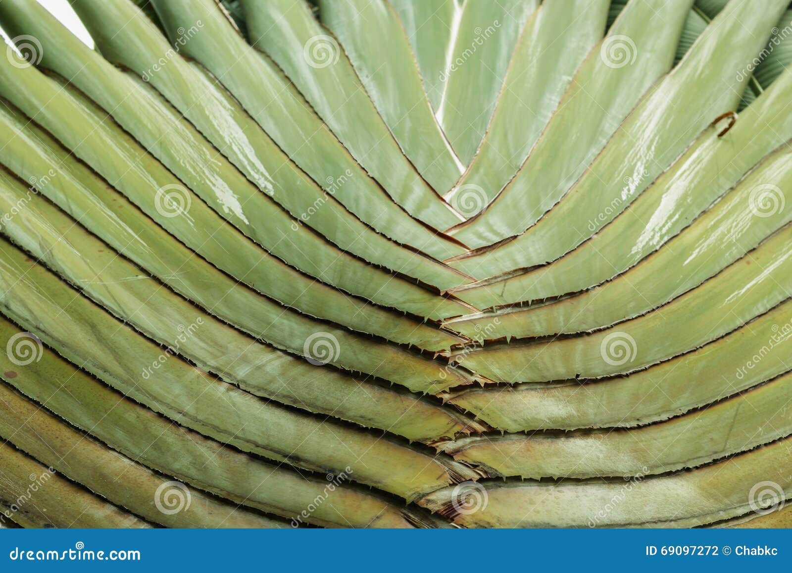 Texture Stalk Palm Background Stock Photo - Image of natural, copy ...