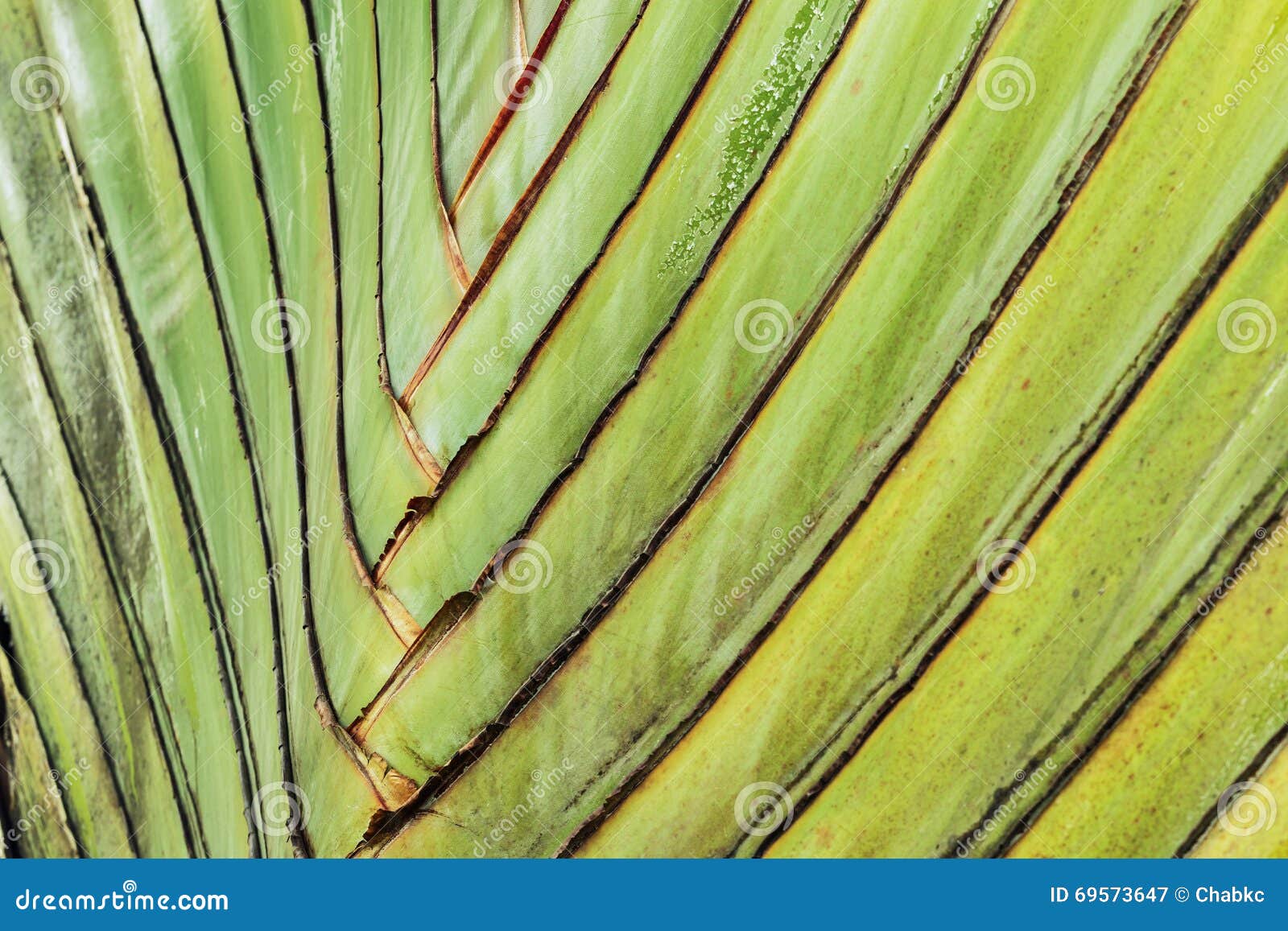 Texture Stalk Palm Background Stock Image - Image of detail, shelter ...