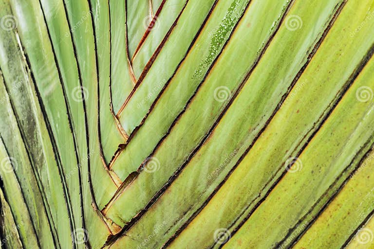 Texture Stalk Palm Background Stock Image - Image of detail, shelter ...
