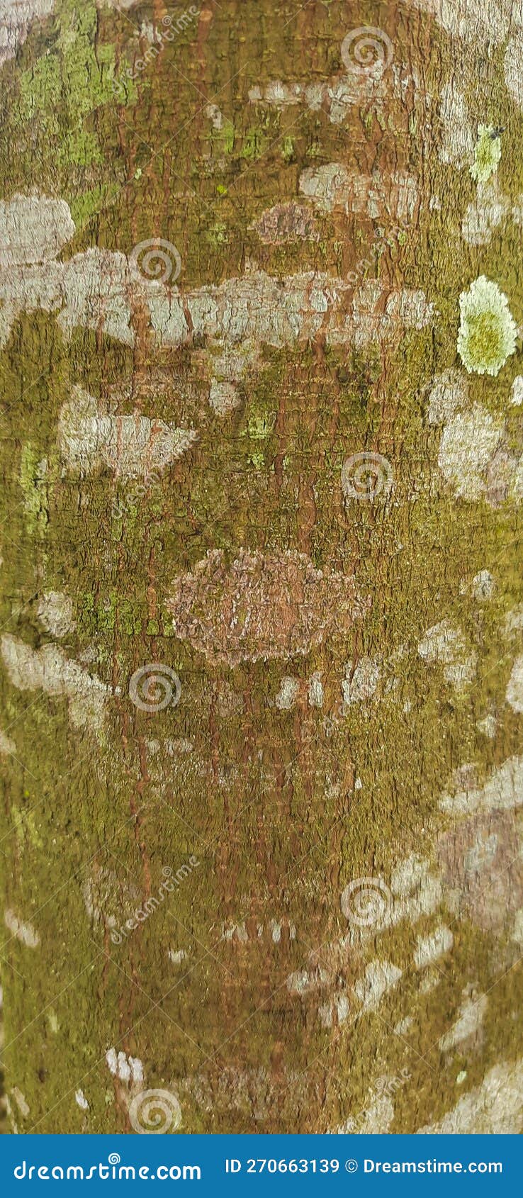 Texture of Star Fruit Tree Bark Stock Image - Image of branch, rock ...