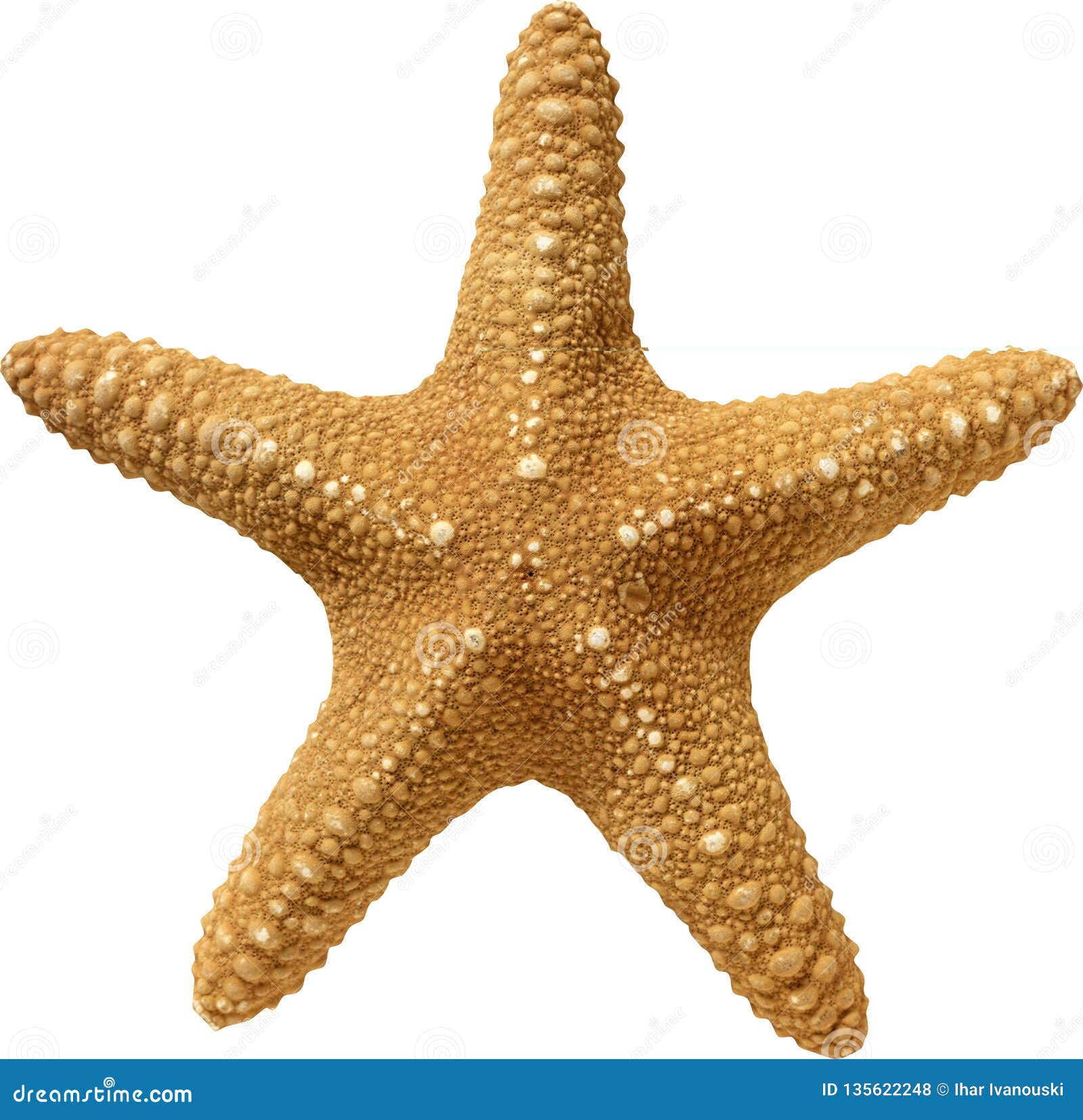 The Texture of the Starfish Beige on a White Background Stock Photo ...