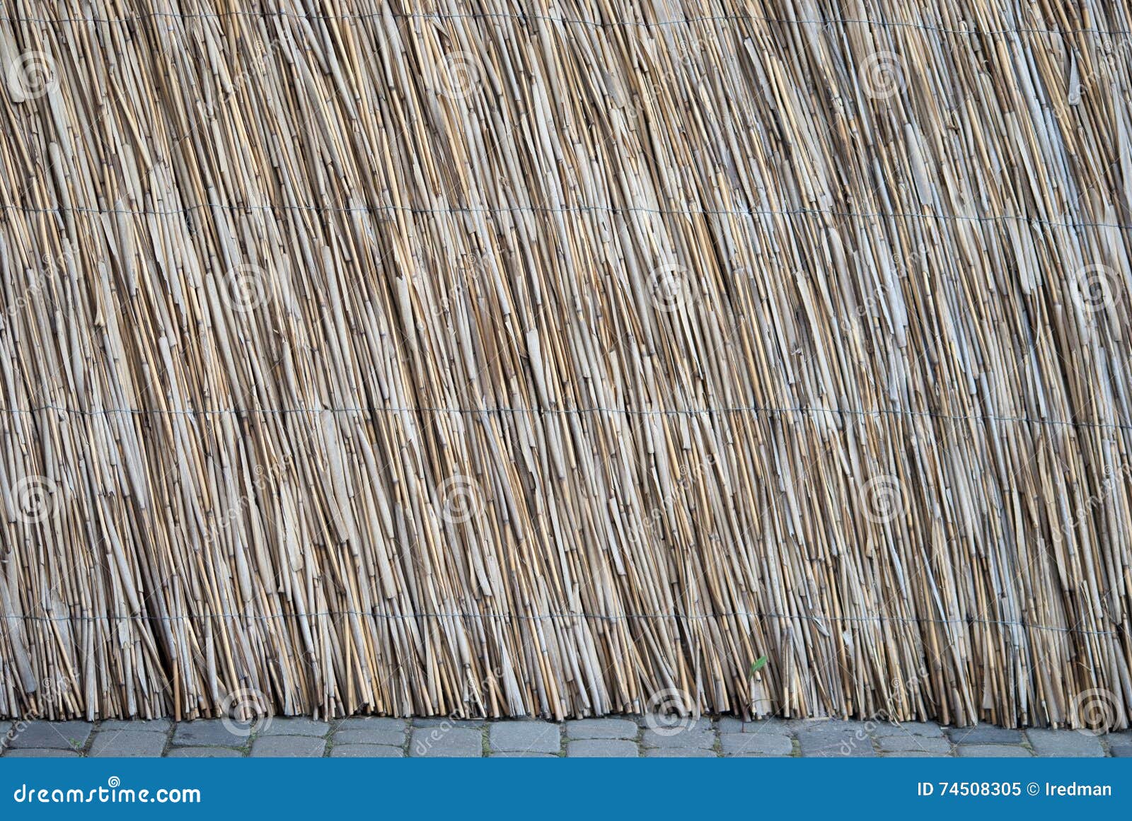 Texture stem bulrush stock image. Image of timber, wall - 74508305