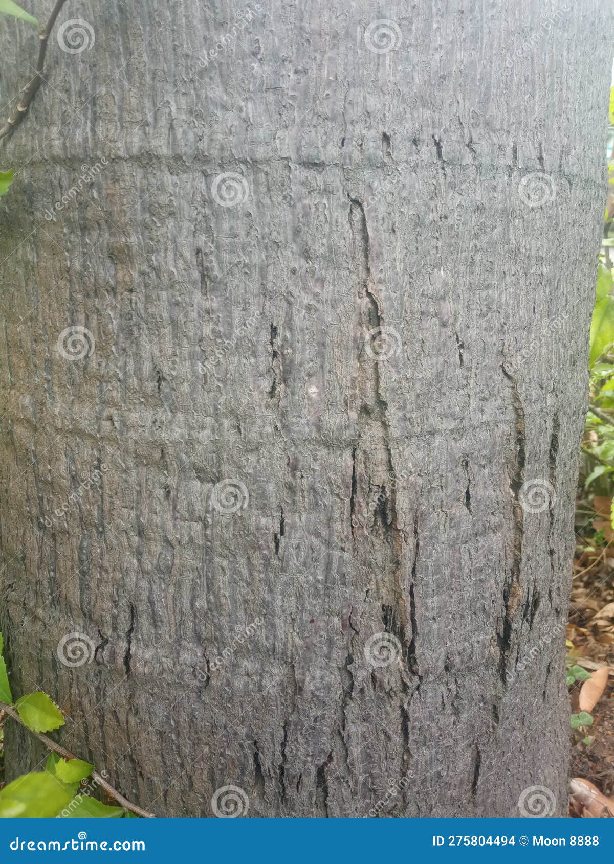 Texture stem plant stock photo. Image of texture, branch - 275804494