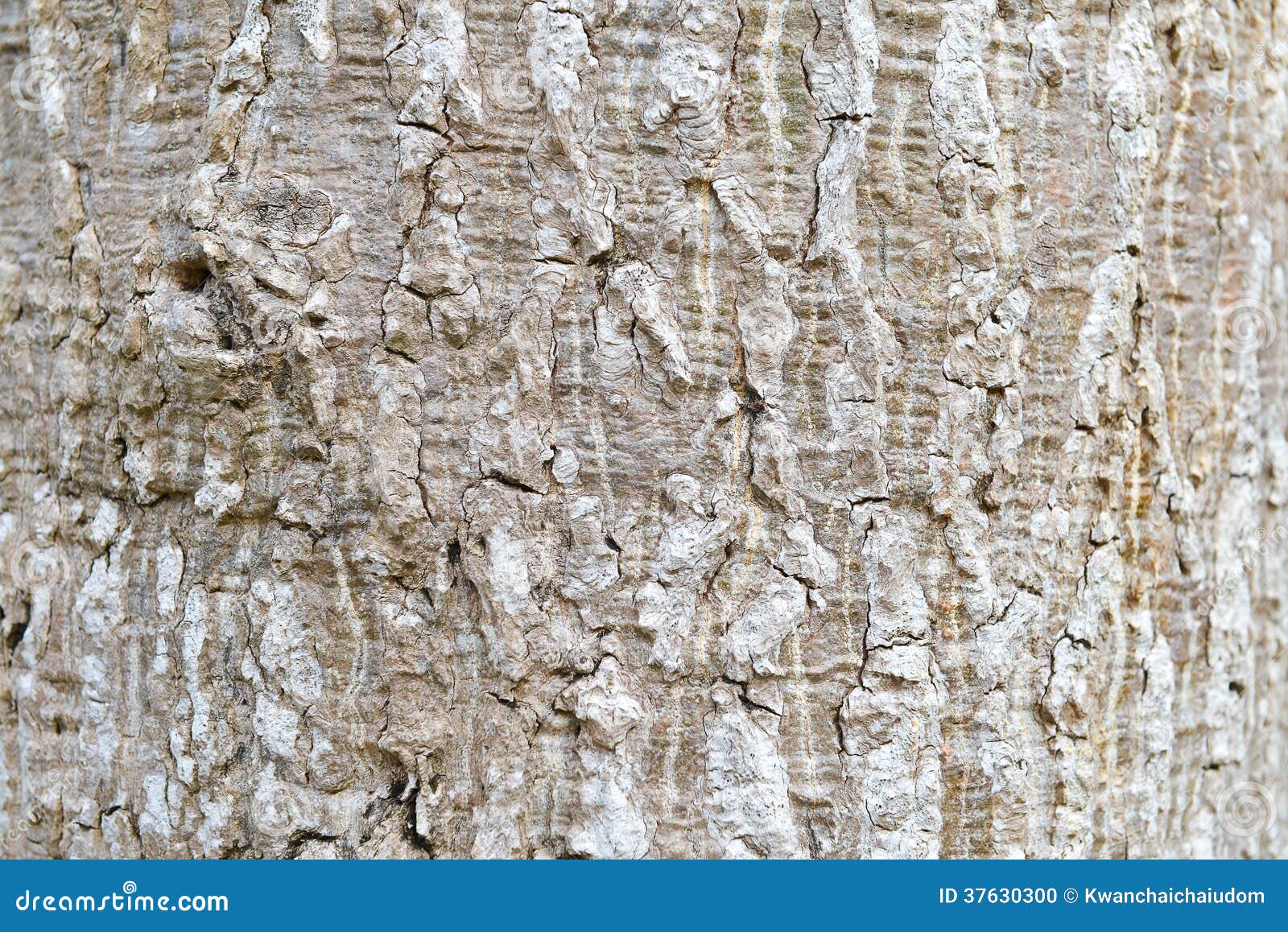 Texture stem wood stock photo. Image of forest, wild - 37630300