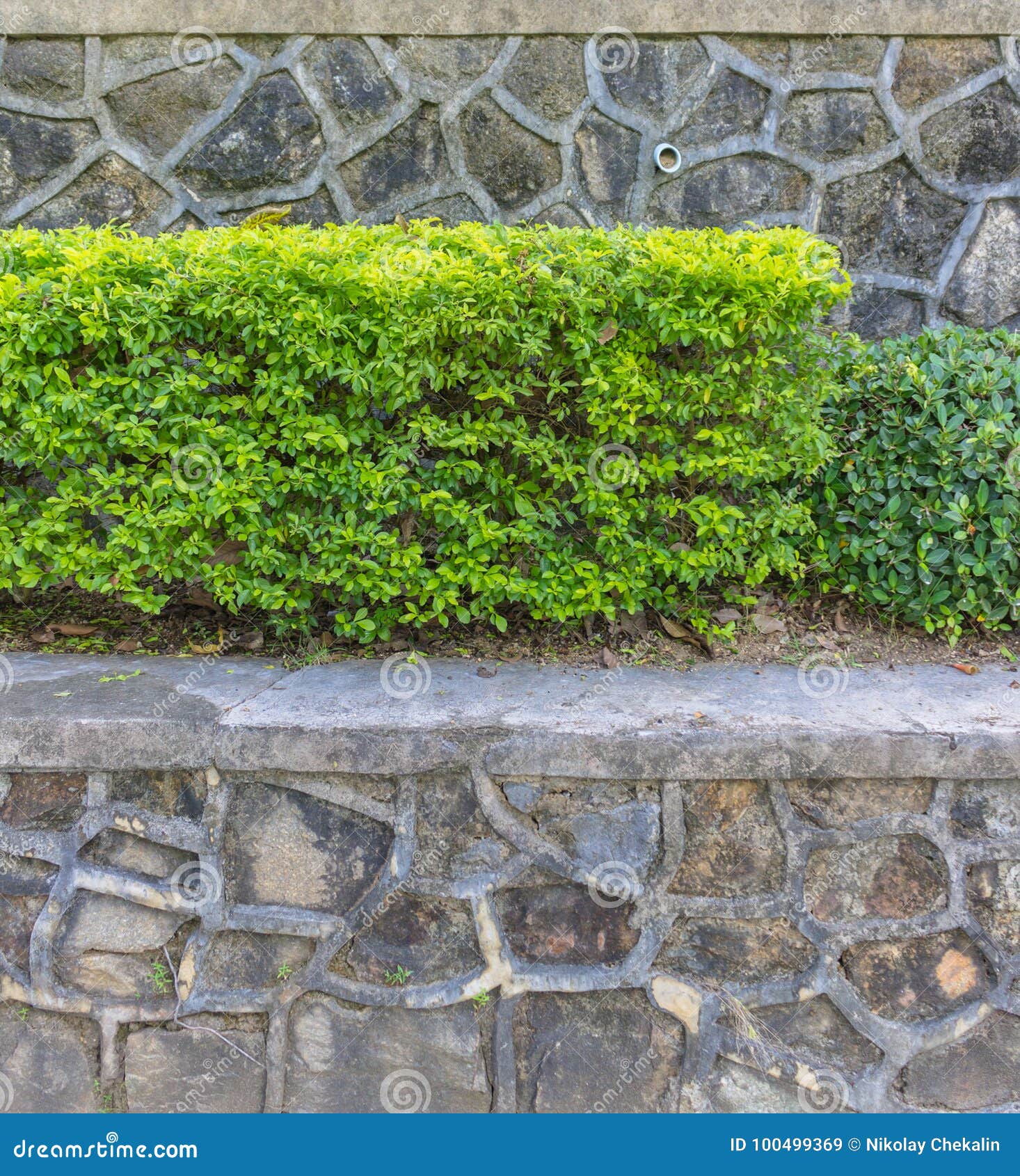 Texture of a Stepped Wall with a Green Bush Stock Image - Image of wall ...