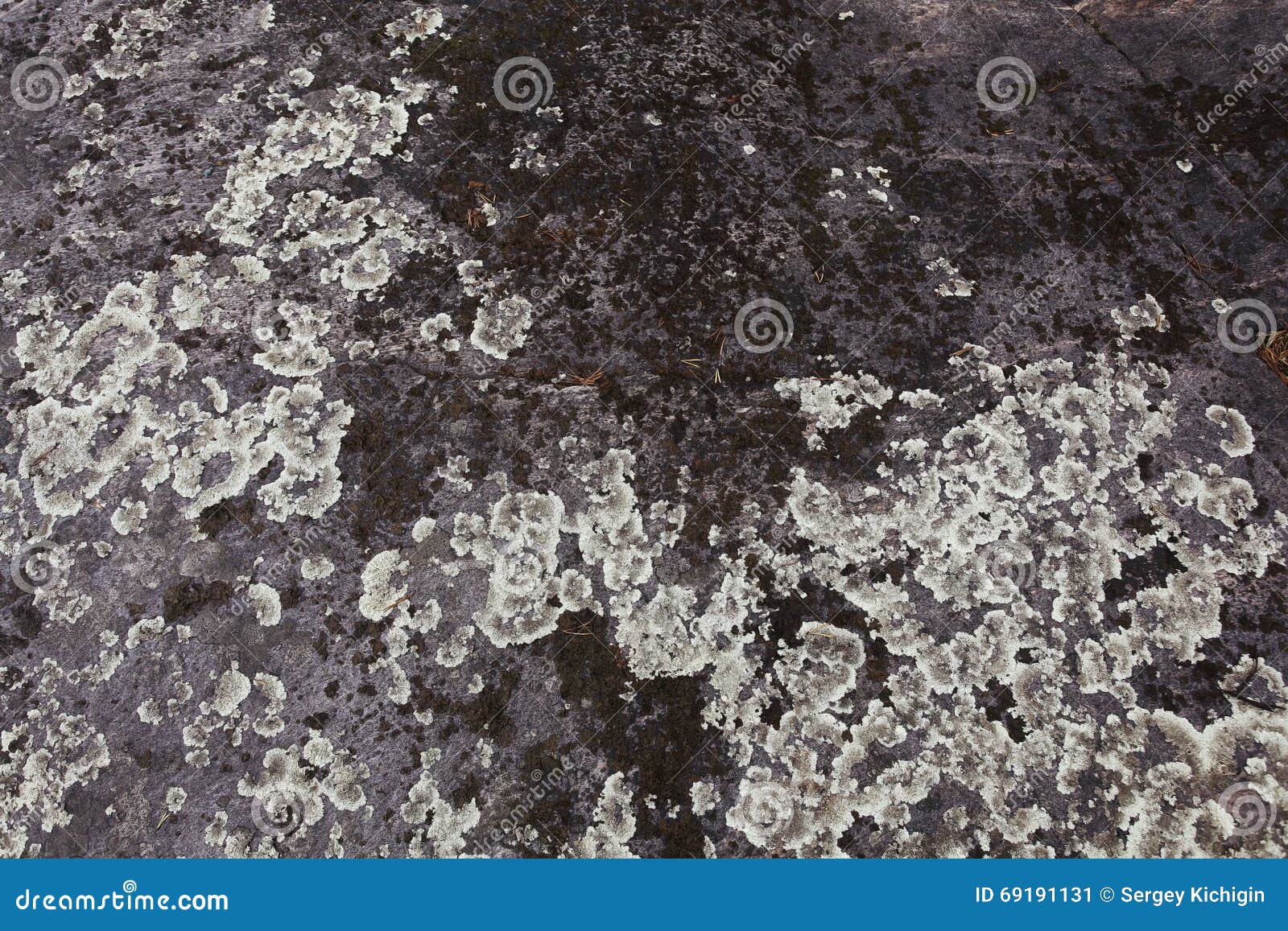 Texture of Stone Coquina Beach Stock Image - Image of outdoor, mollusc ...