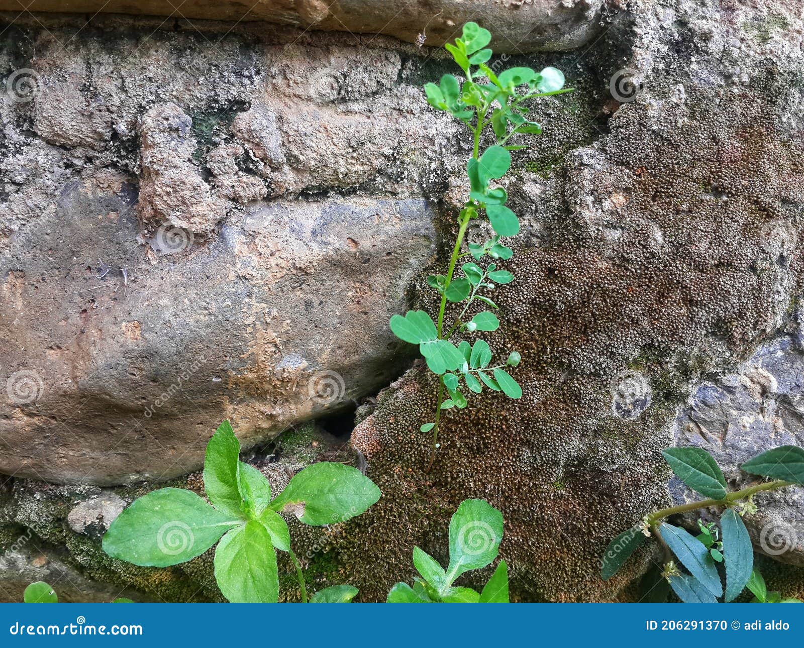 The Texture of the Stone Foundation on the Side of the House Stock ...