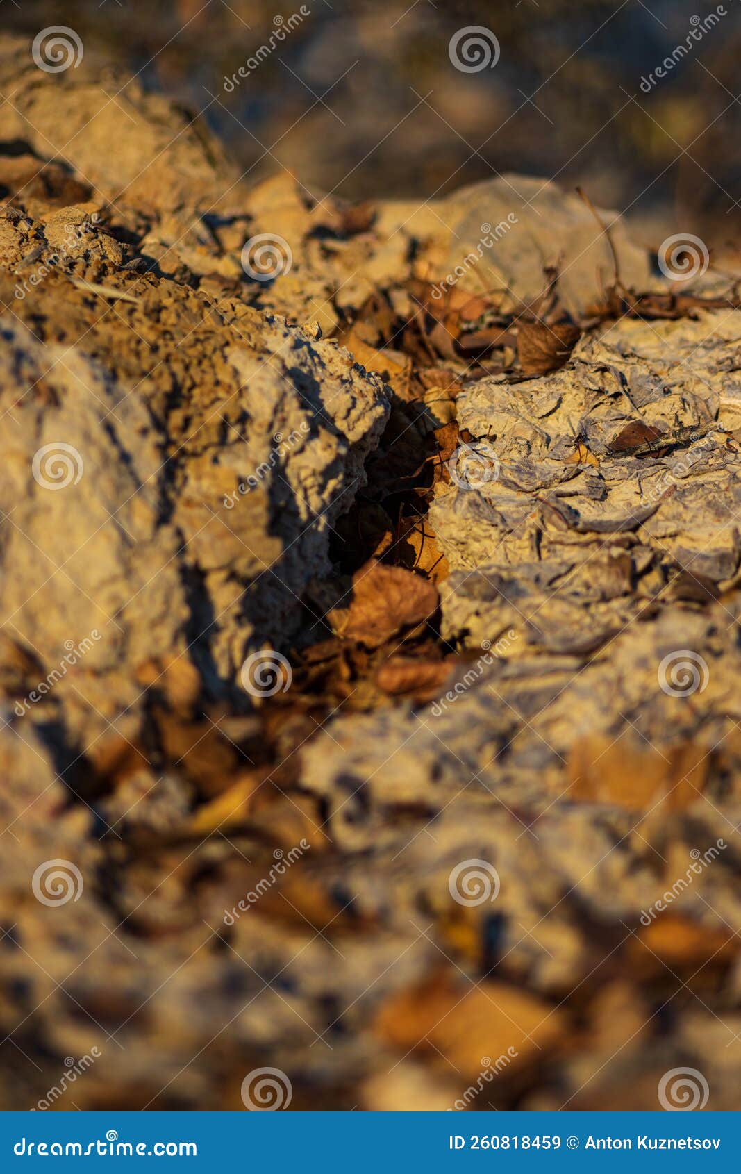 Texture of stone and leaf stock image. Image of yellow - 260818459