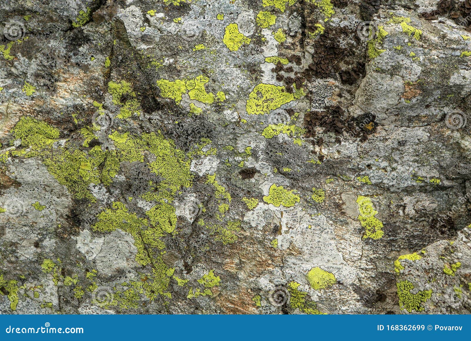 Texture of Stone Lichen, Background Stock Image - Image of background ...