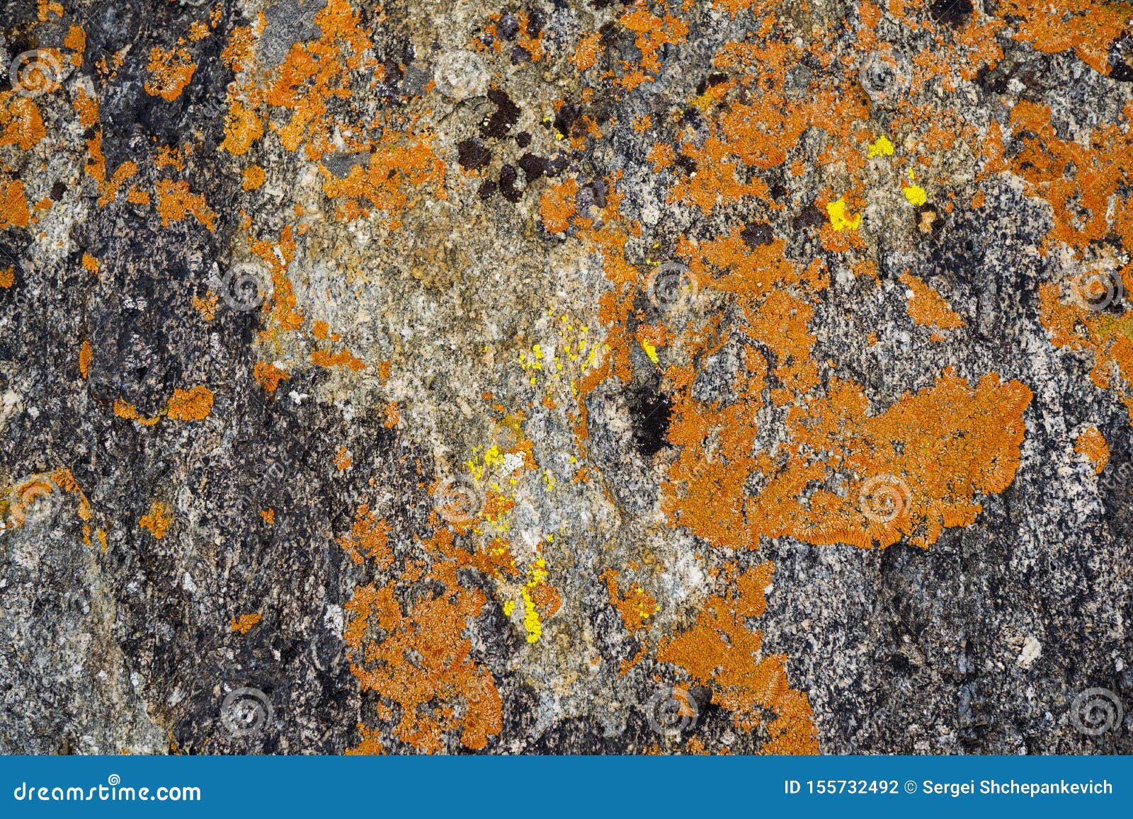 The Texture of the Stone Overgrown with Moss Stock Photo - Image of ...