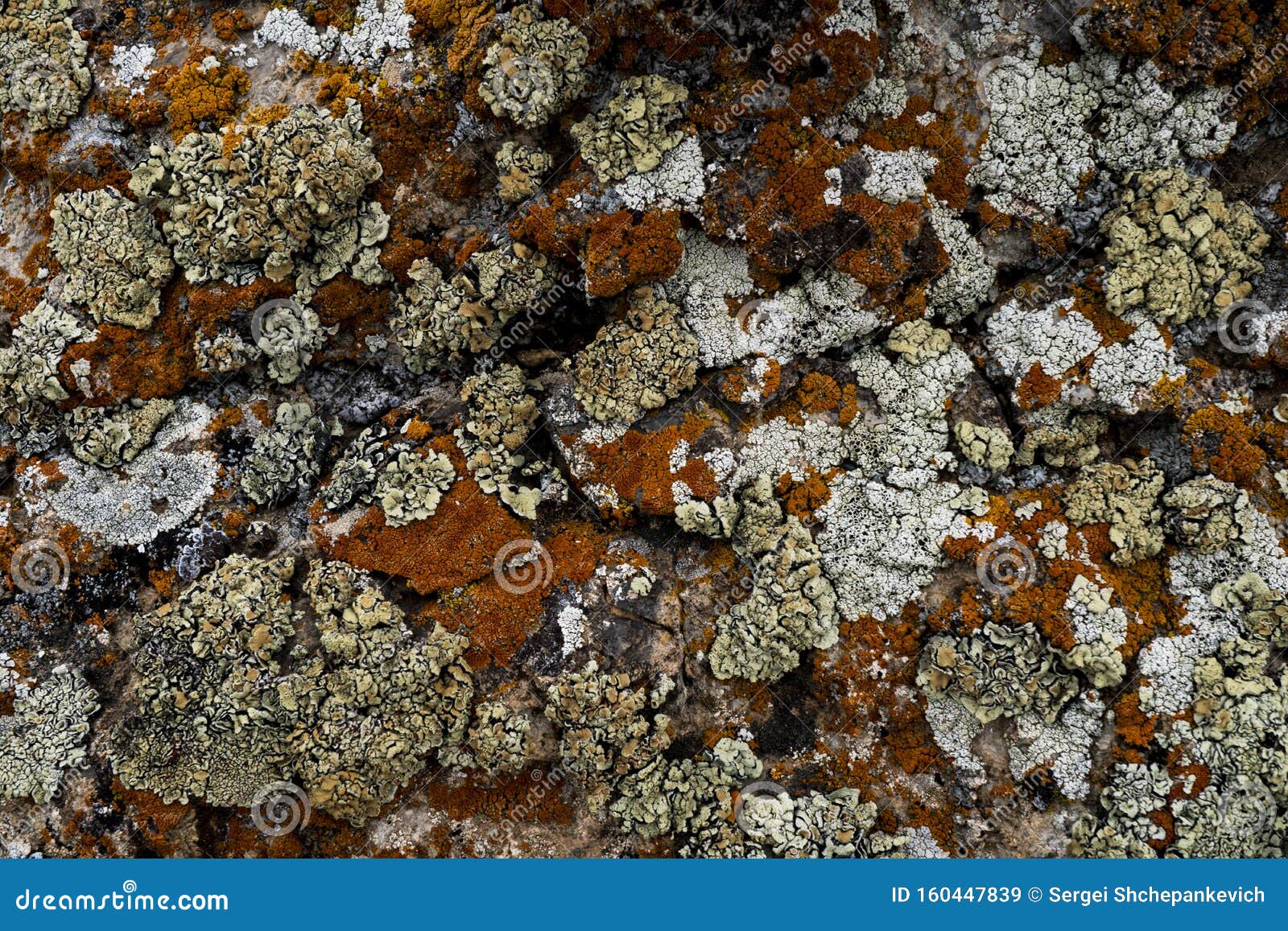 The Texture of the Stone Overgrown with Moss Stock Image - Image of ...