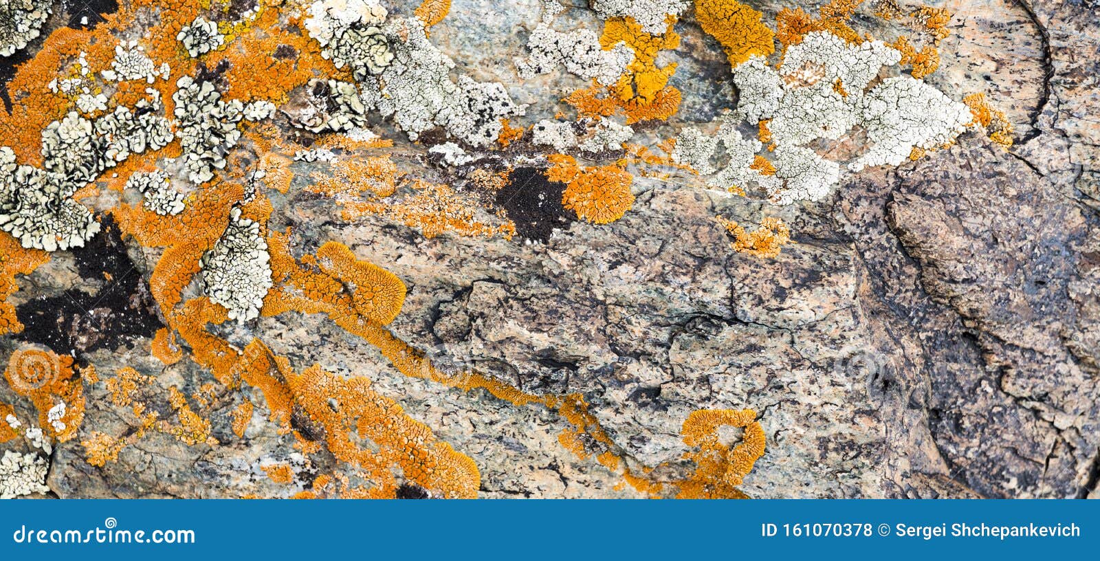 The Texture of the Stone Overgrown with Moss Stock Photo - Image of ...