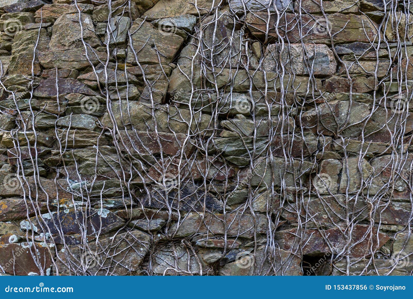Texture of stone and roots stock photo. Image of tropical - 153437856