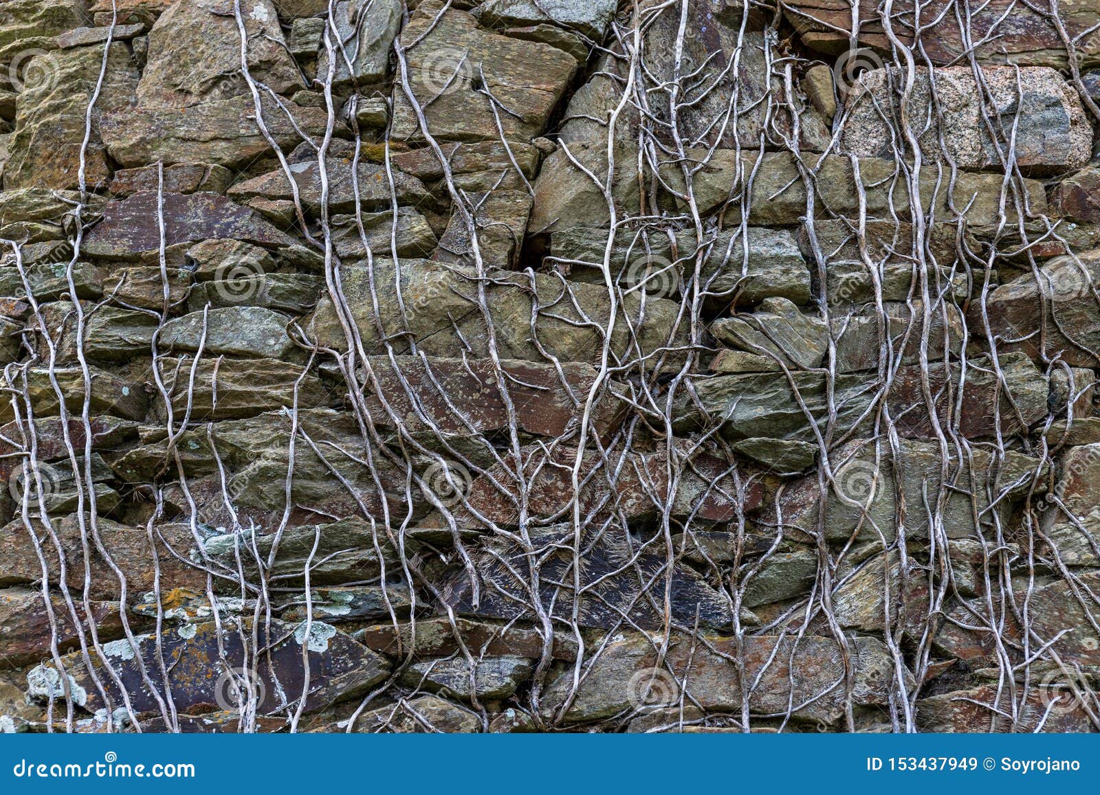 Texture of stone and roots stock image. Image of stone - 153437949