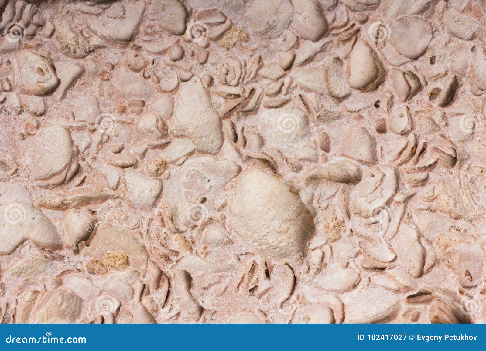 Texture of Stone from Shell Rock. Background Stock Image - Image of ...