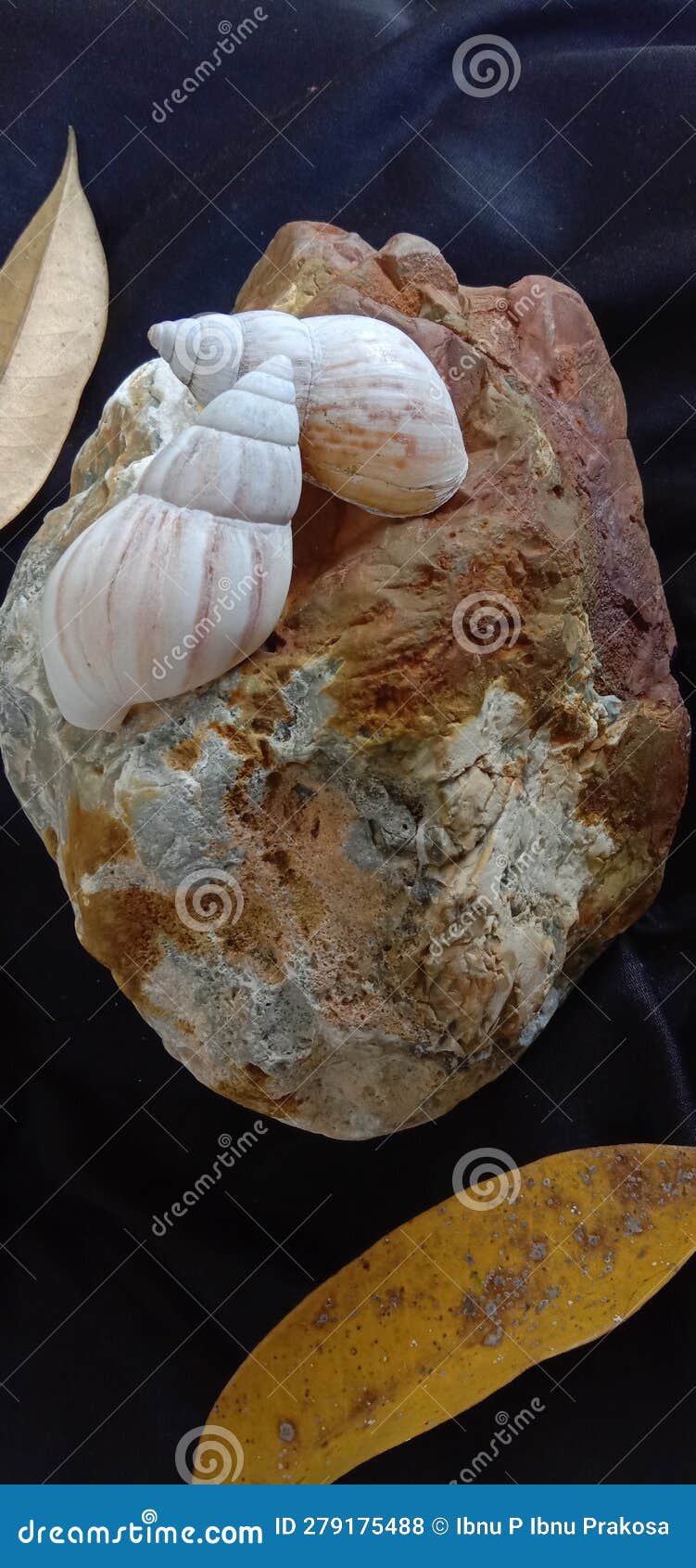 The Texture of the Stone and Snail Shells Symbolizes the Hardness and ...