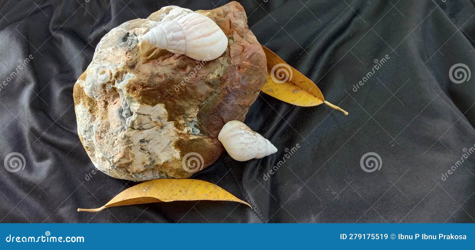 The Texture of the Stone and Snail Shells Symbolizes the Hardness and ...