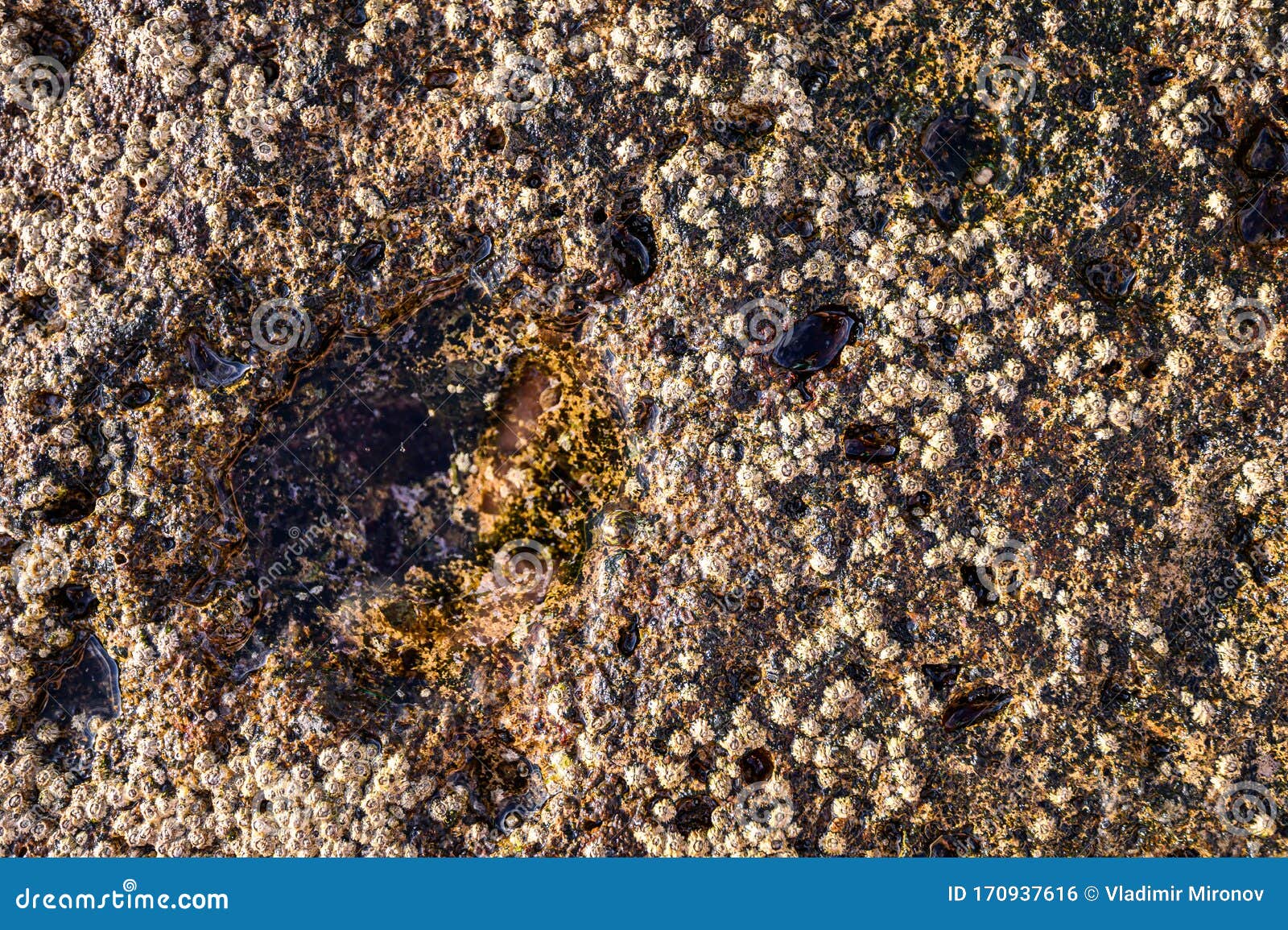 Texture of Stones, Seabed with Coral Reefs and Algae. Yellow Green ...