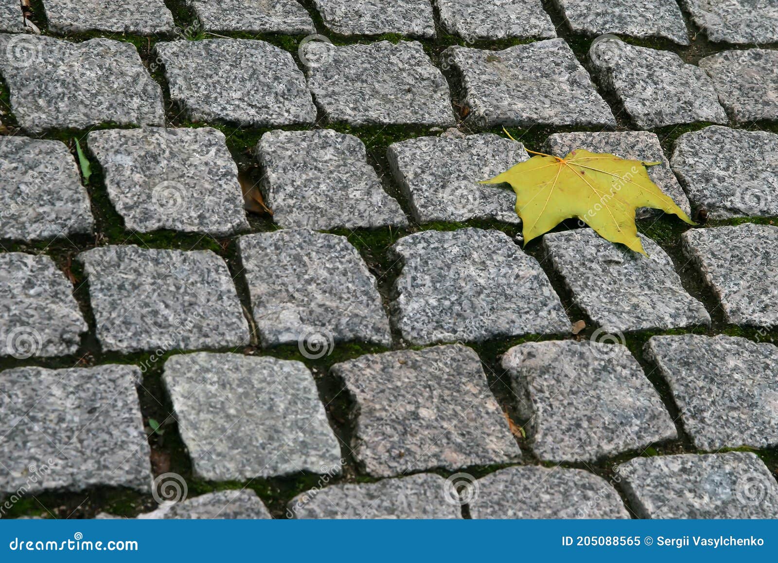 The Texture of Stones with a Yellow Wedge Leaf. Stock Image - Image of ...