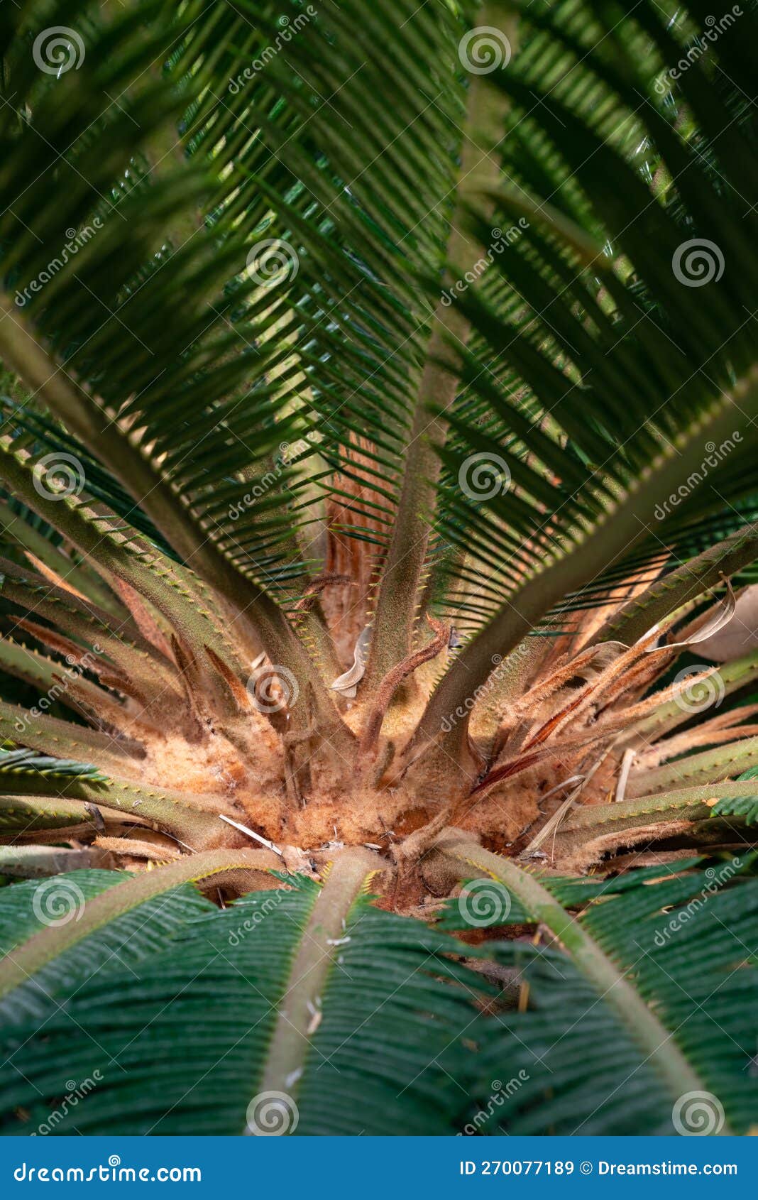 Texture of Straight Lines of Palm Leaves Growing from One Point Stock ...