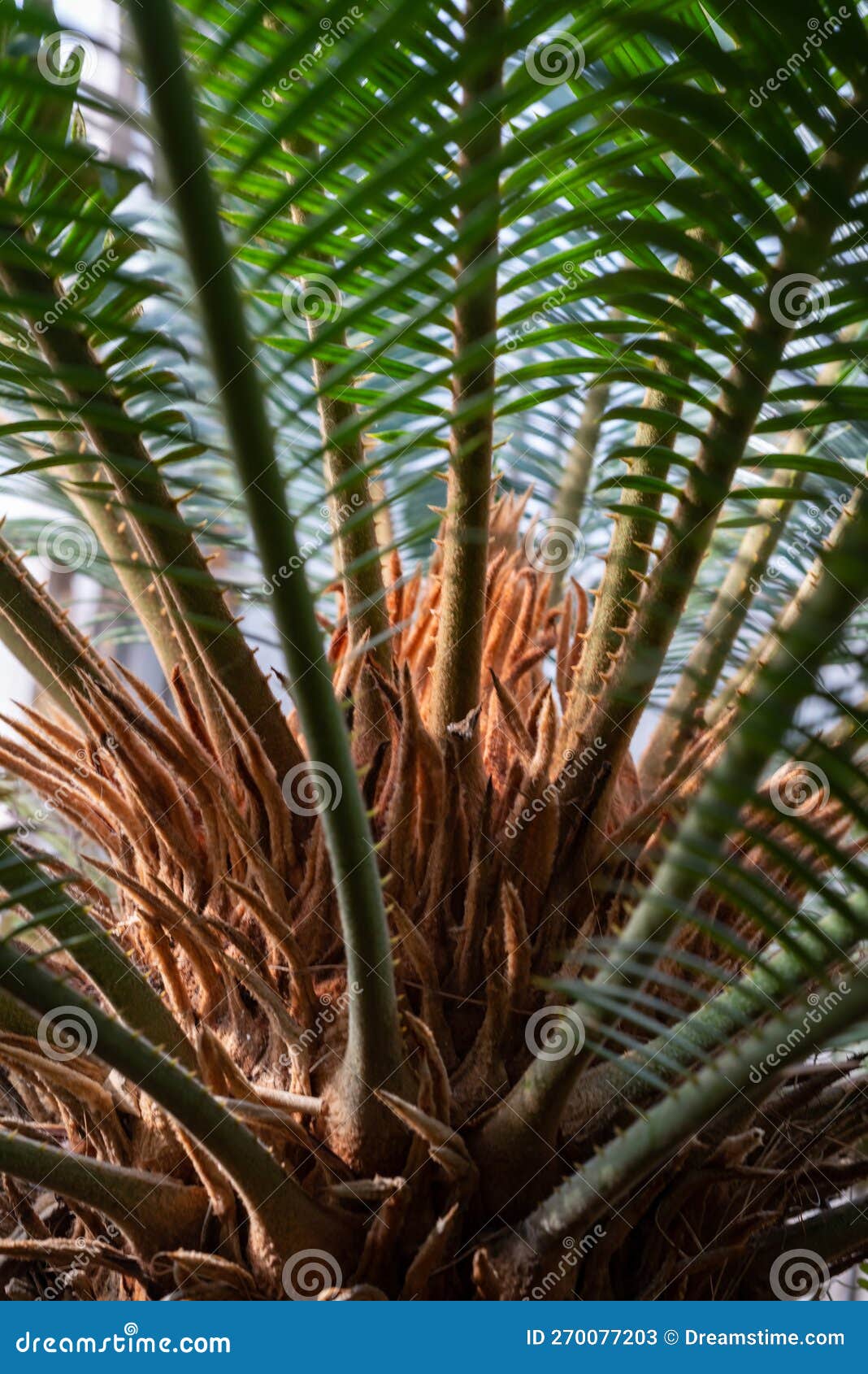 Texture of Straight Lines of Palm Leaves Growing from One Point Stock ...