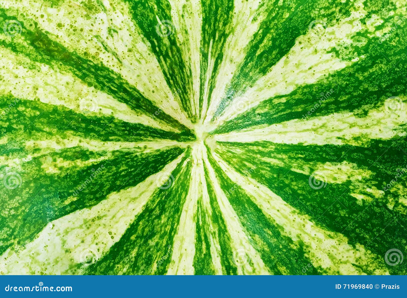 Texture striped watermelon stock photo. Image of watermelon - 71969840