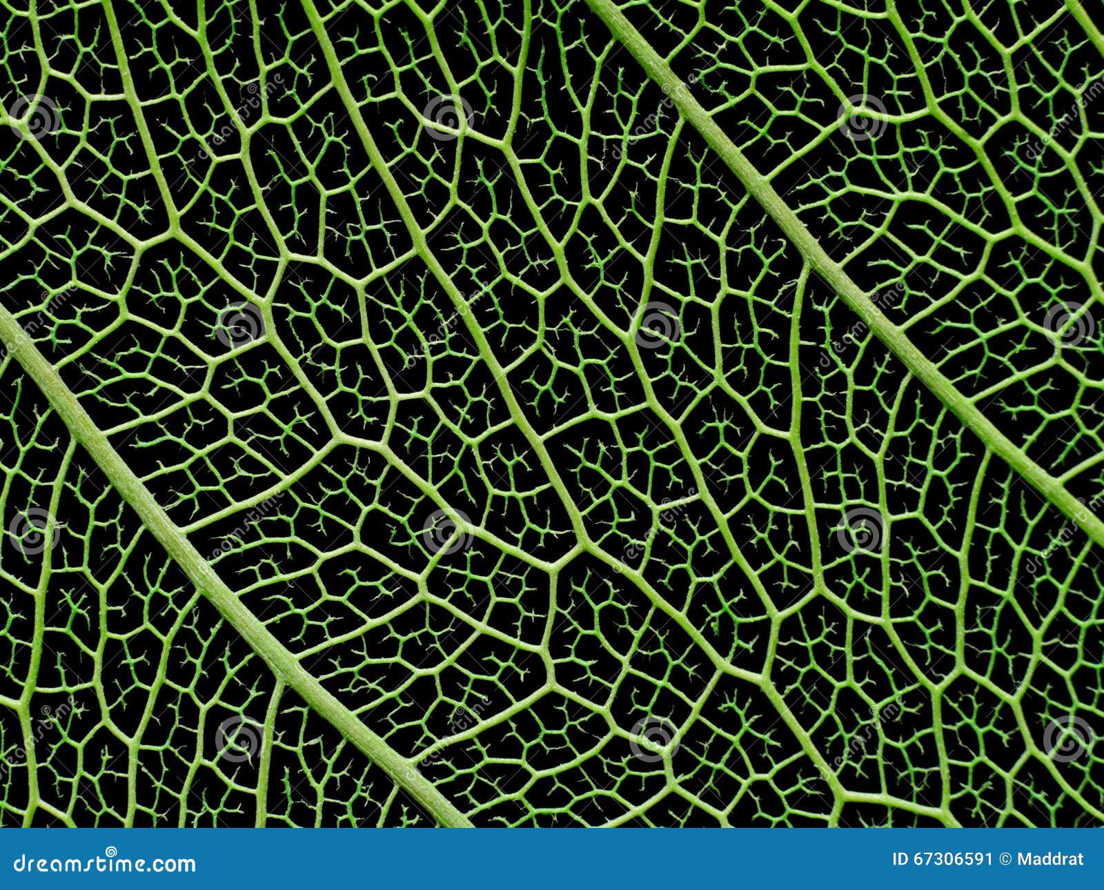 Texture or Structure of a Skeleton Leaf. Stock Image - Image of repeat ...