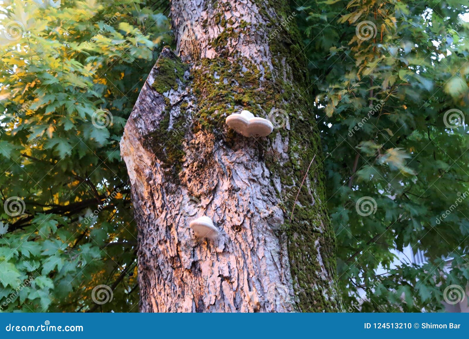 Texture and Structure of the Tree Stock Photo - Image of leaves ...