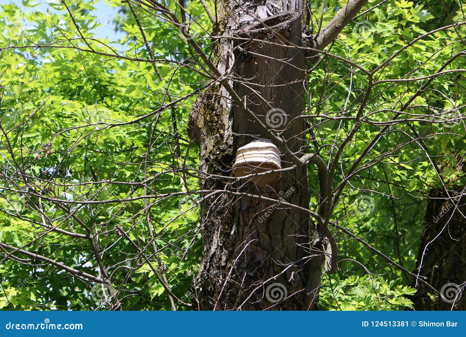 Texture and Structure of the Tree Stock Image - Image of wood, wind ...