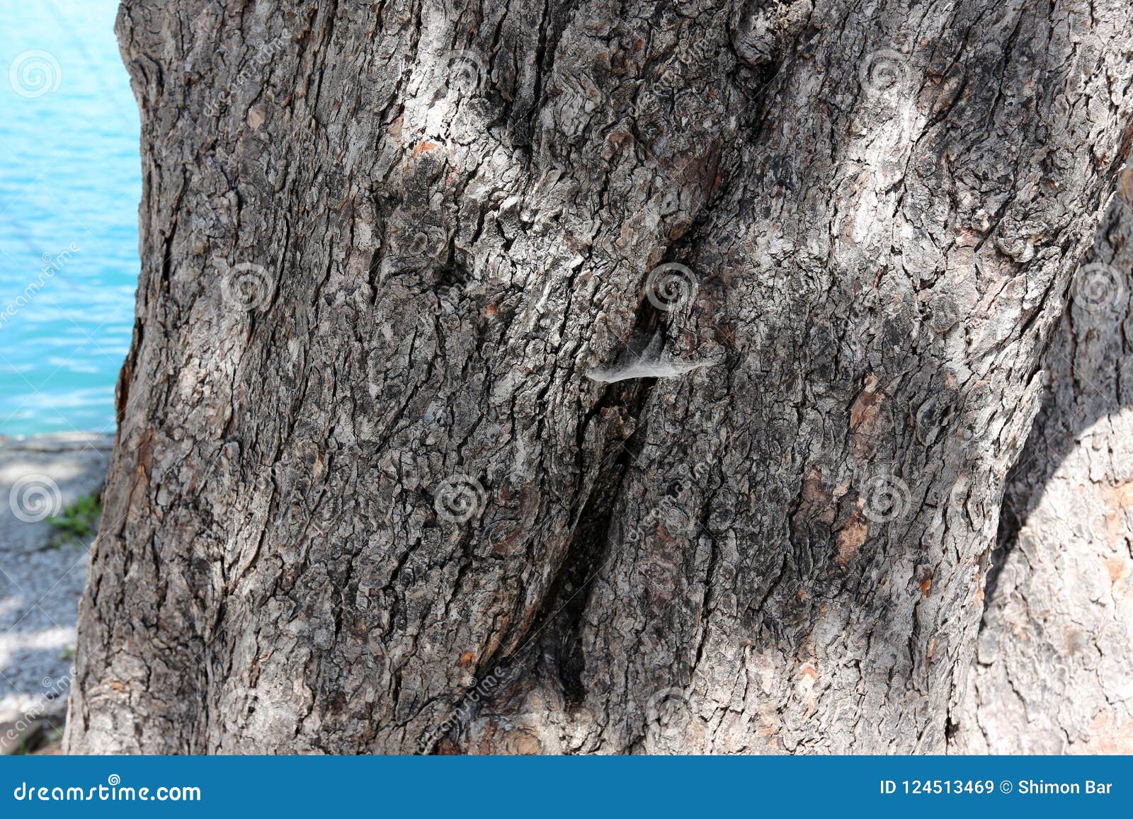 Texture and Structure of the Tree Stock Image - Image of background ...