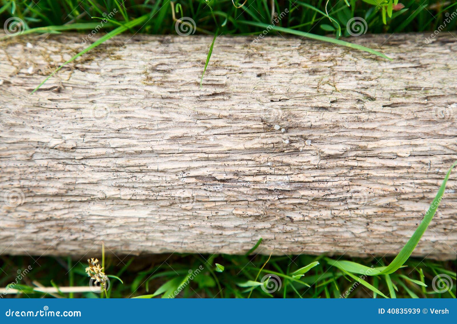 Texture of Stub Log Lying on Green Grass Stock Image - Image of fissure ...