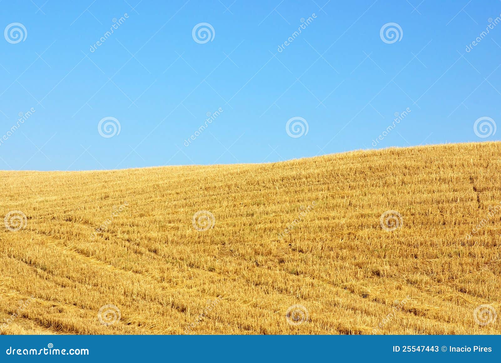 Texture of the Stubble Field Stock Image - Image of countryside, food ...