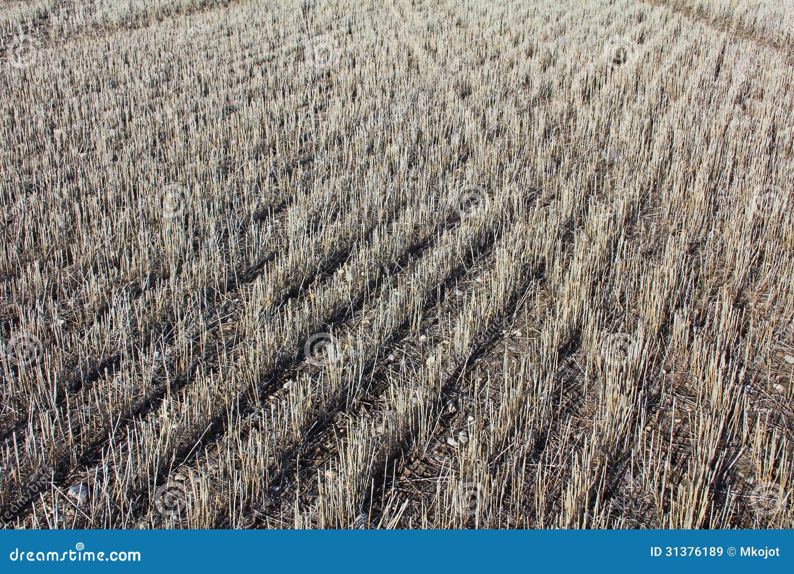 Texture of stubble field stock image. Image of floral - 31376189
