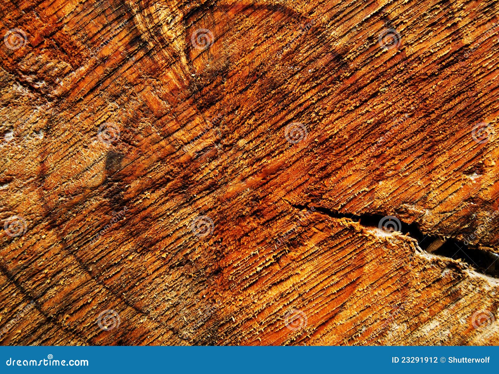 Texture of a stump stock photo. Image of striped, rough - 23291912