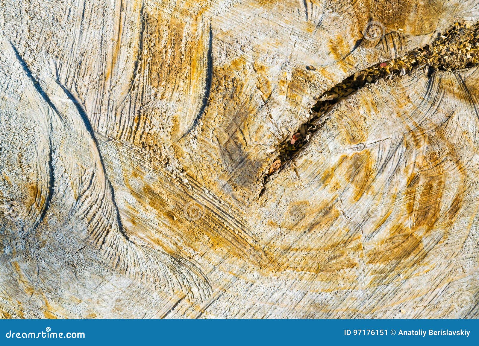 The Texture of the Stump of the Old Tree Stock Image - Image of ...