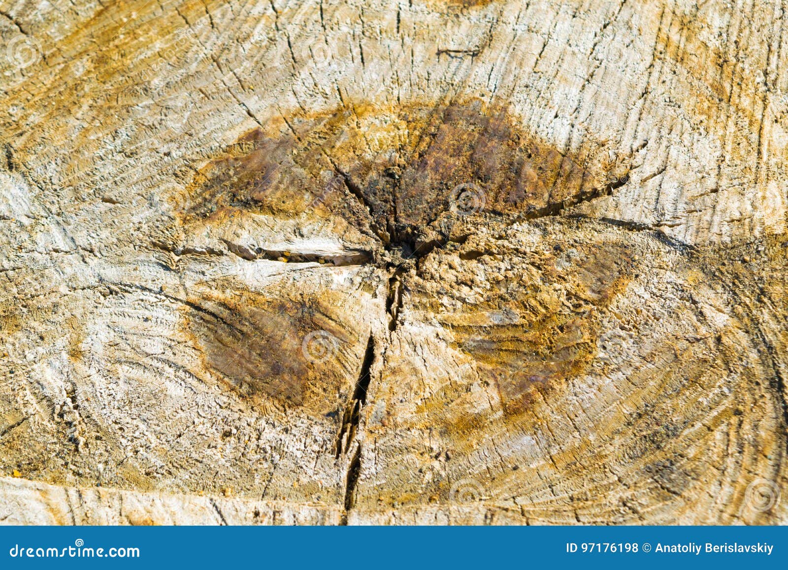 The Texture of the Stump of the Old Tree Stock Photo - Image of life ...