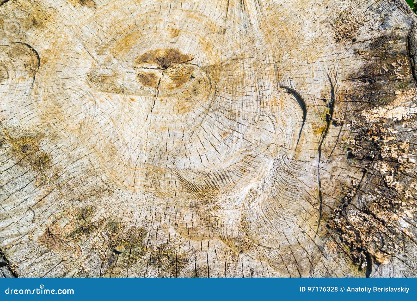 The Texture of the Stump of the Old Tree Stock Photo - Image of bark ...
