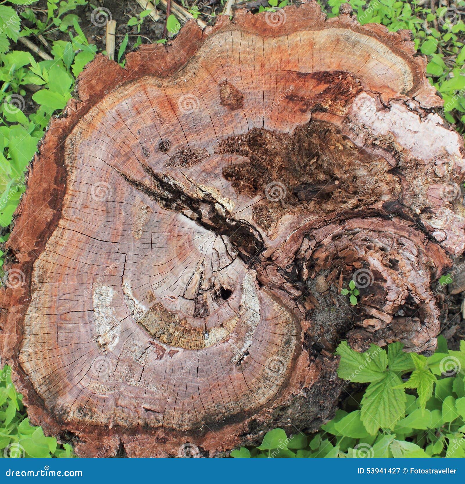 Texture of the stump stock image. Image of closeup, broken - 53941427