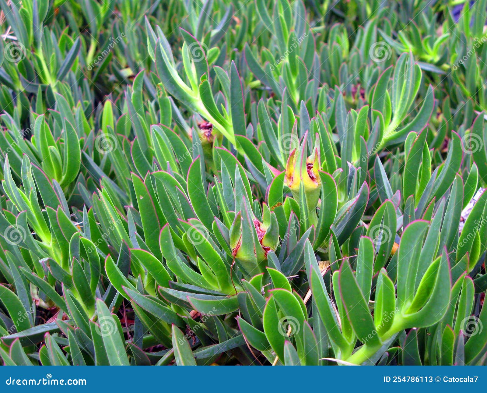 The Texture of a Succulent, a Plant with Thick Succulent Leaves Stock ...