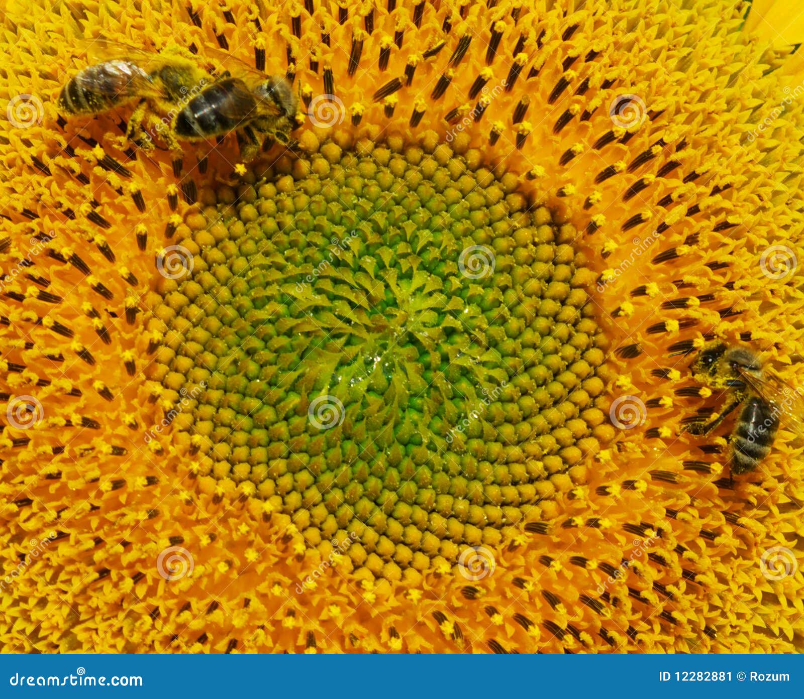 Texture of sunflower stock image. Image of green, agriculture - 12282881