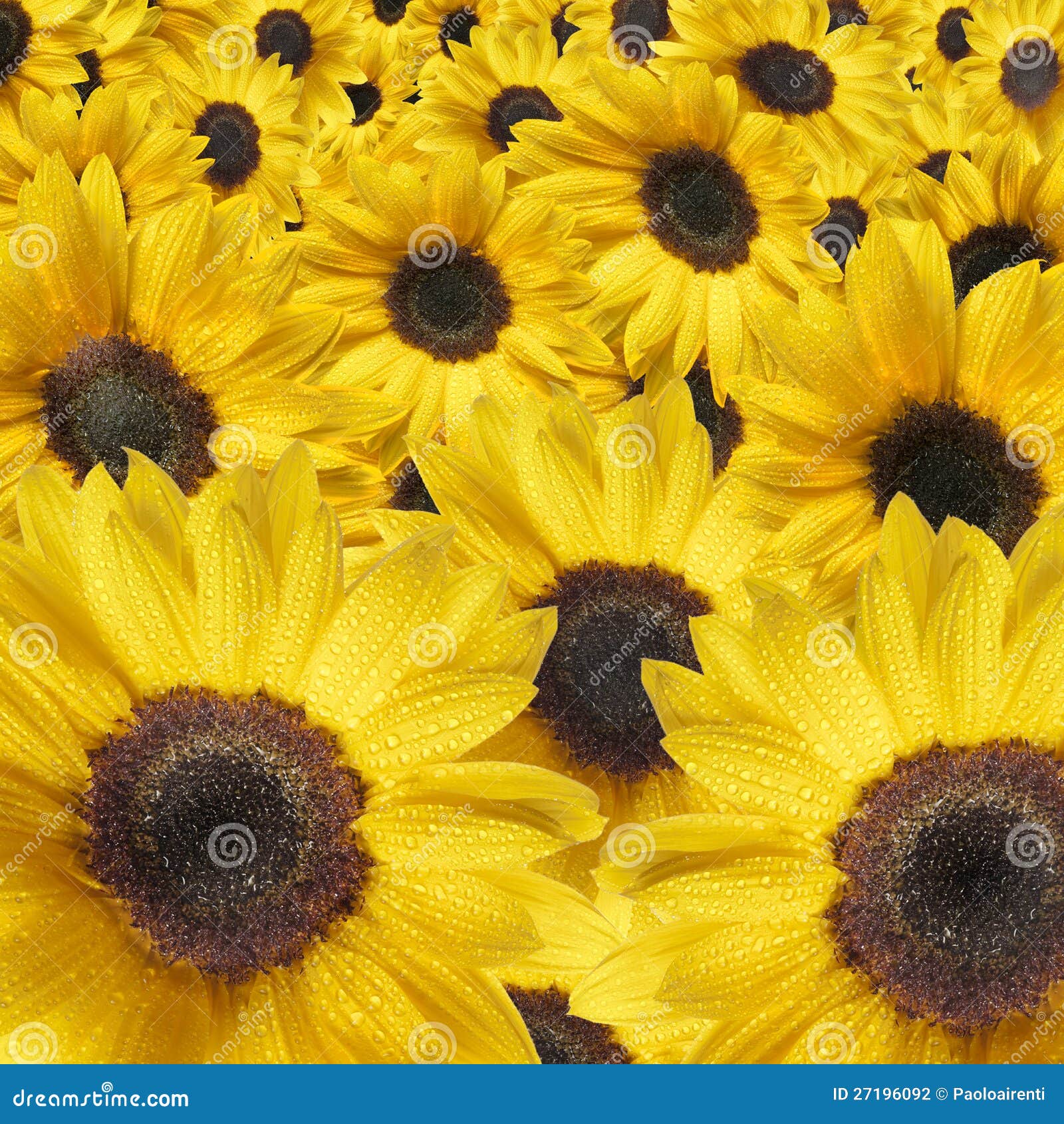 A Texture of Sunflowers with Drops Stock Photo - Image of bloom ...