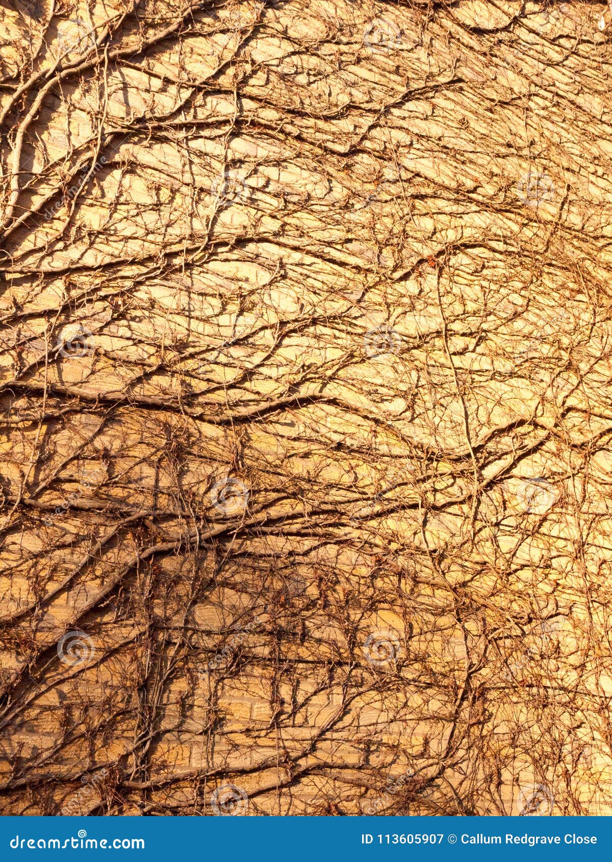 Texture in Sunlight of Tree Vines on Wall Side Bricks House Stock Image ...