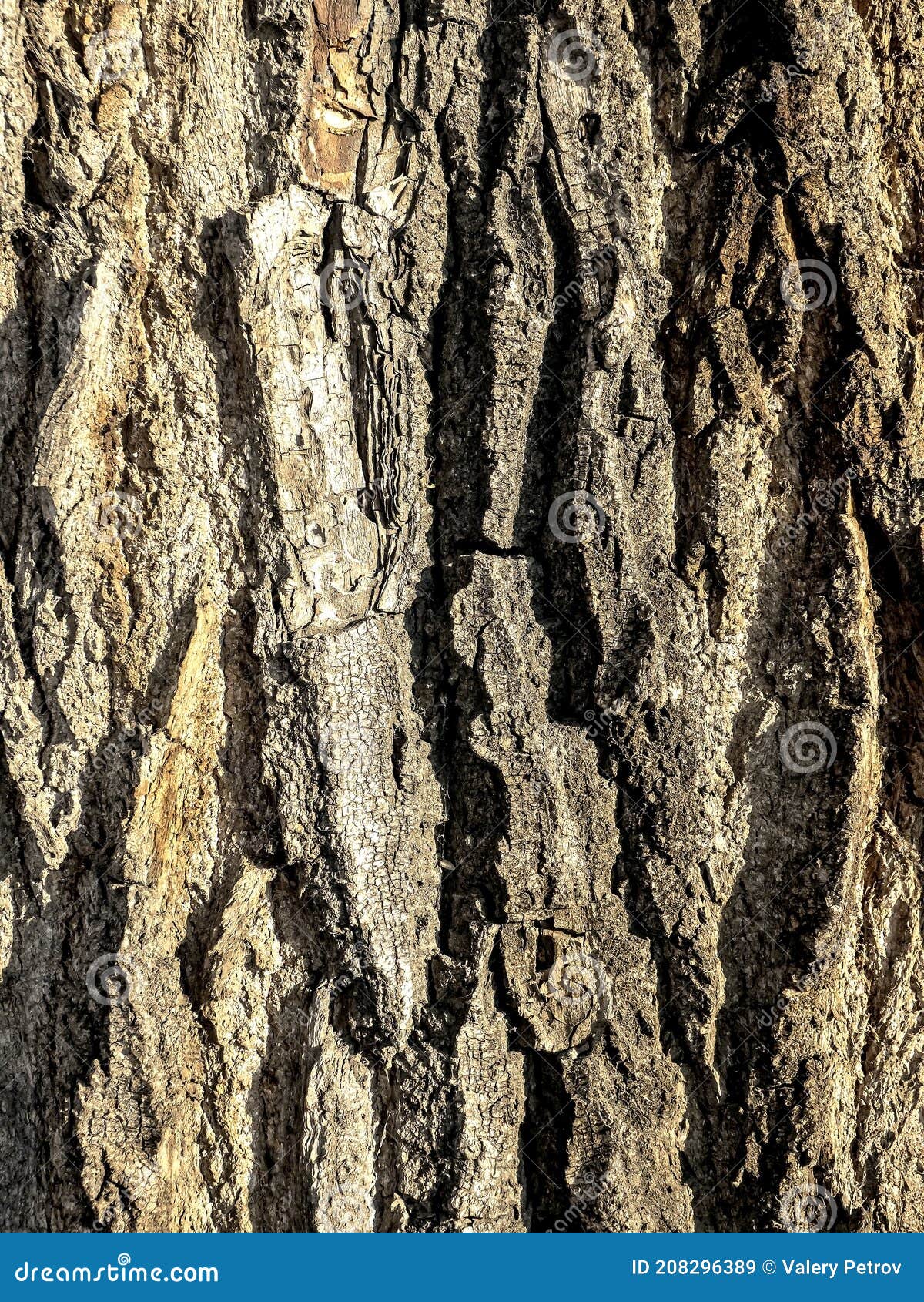Texture of the Surface of the Bark of an Old Poplar Stock Image - Image ...