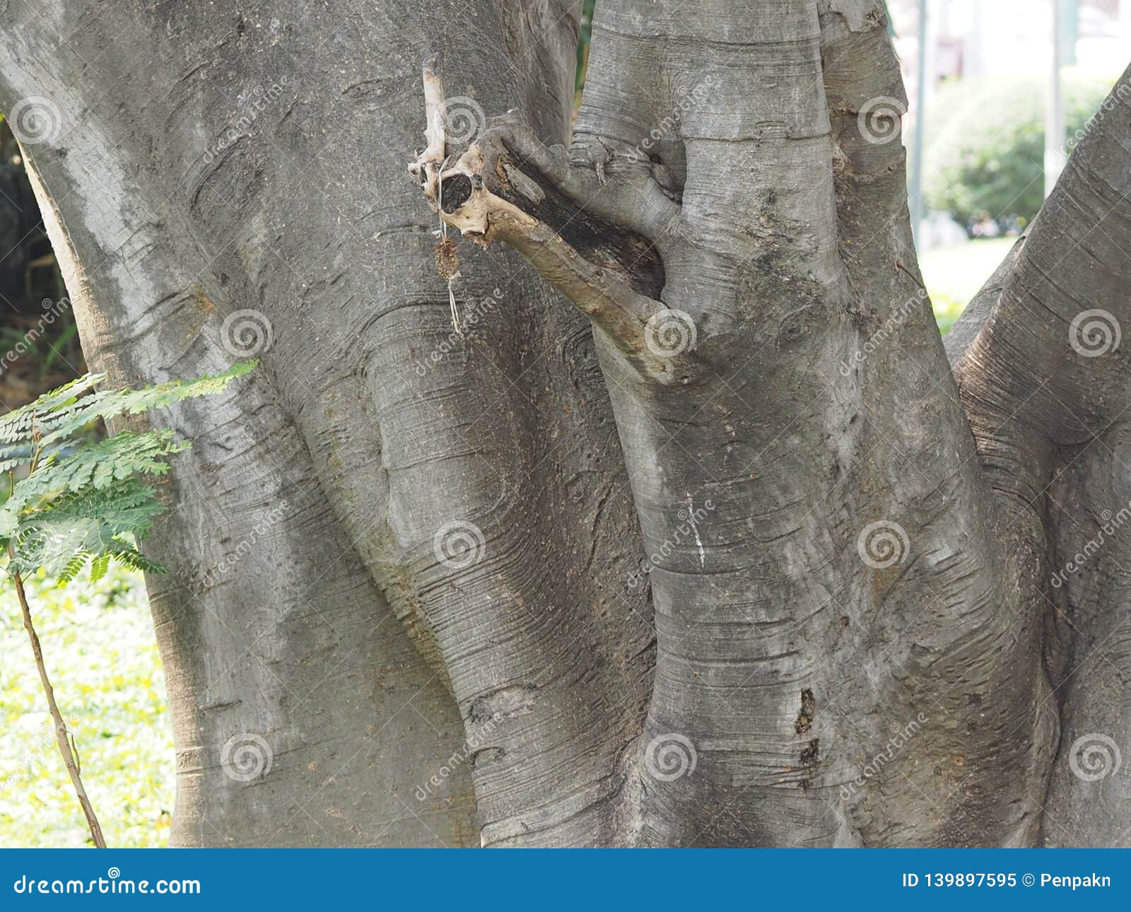 Texture Surface Big Tree in the Park Rough Skin Barktexture Surface Big ...