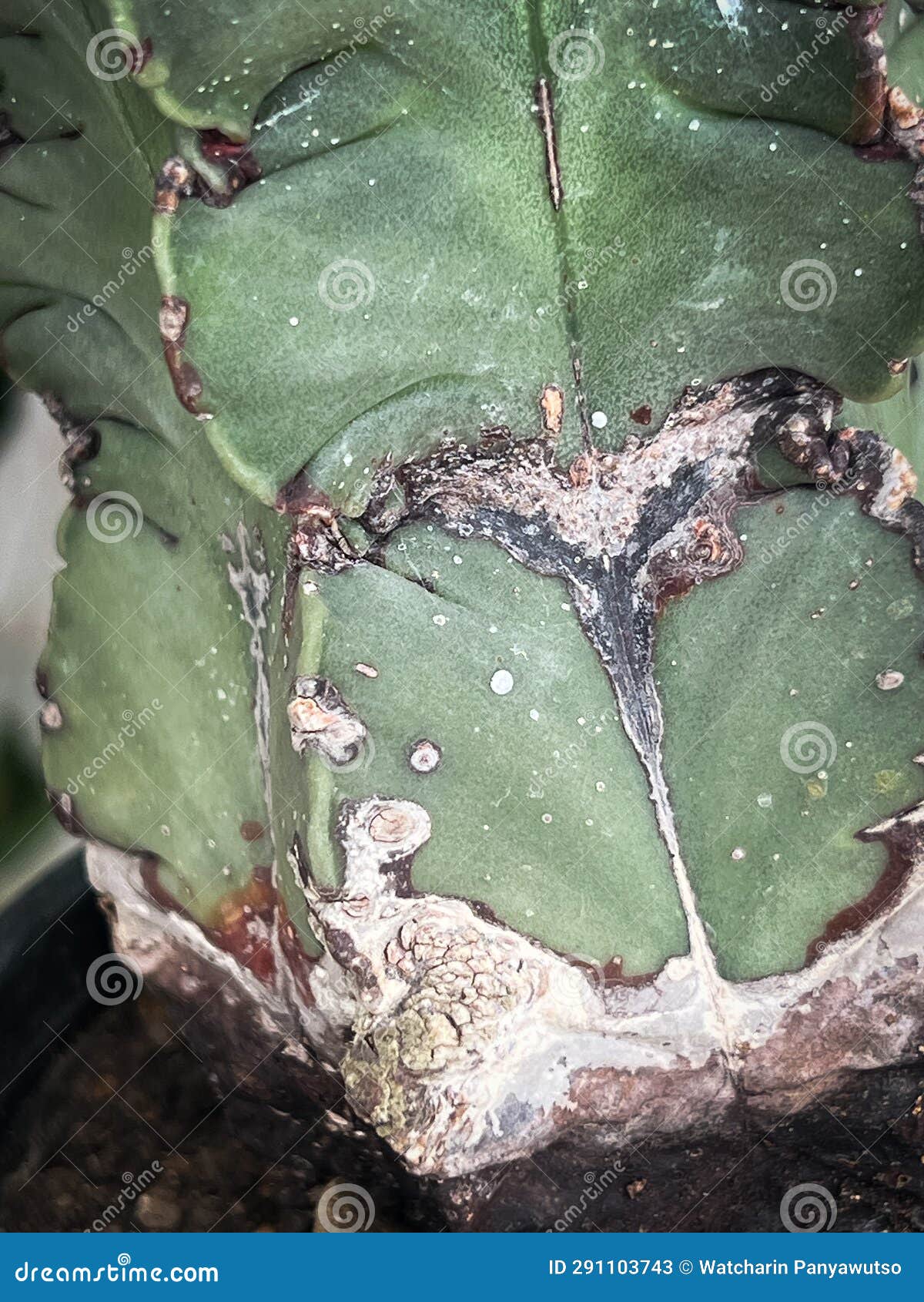 Cactus Disease,plant Rusts and Rot Problem Stock Image - Image of ...