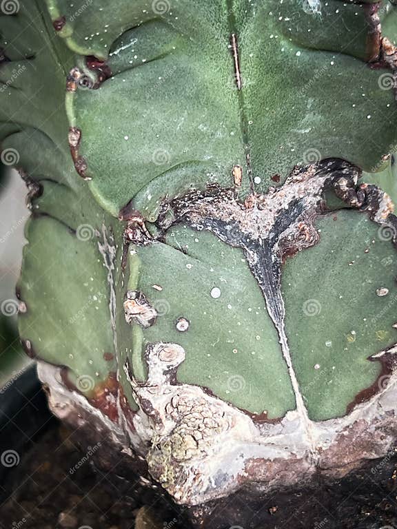 Cactus Disease,plant Rusts and Rot Problem Stock Image - Image of ...