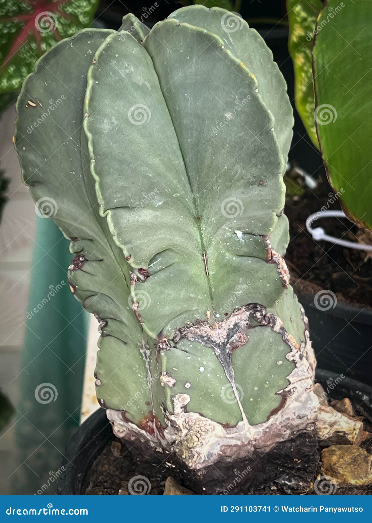 Cactus Disease,plant Rusts and Rot Problem Stock Image - Image of ...